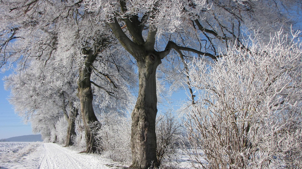 Büren Winter Tree - Free photo on Pixabay