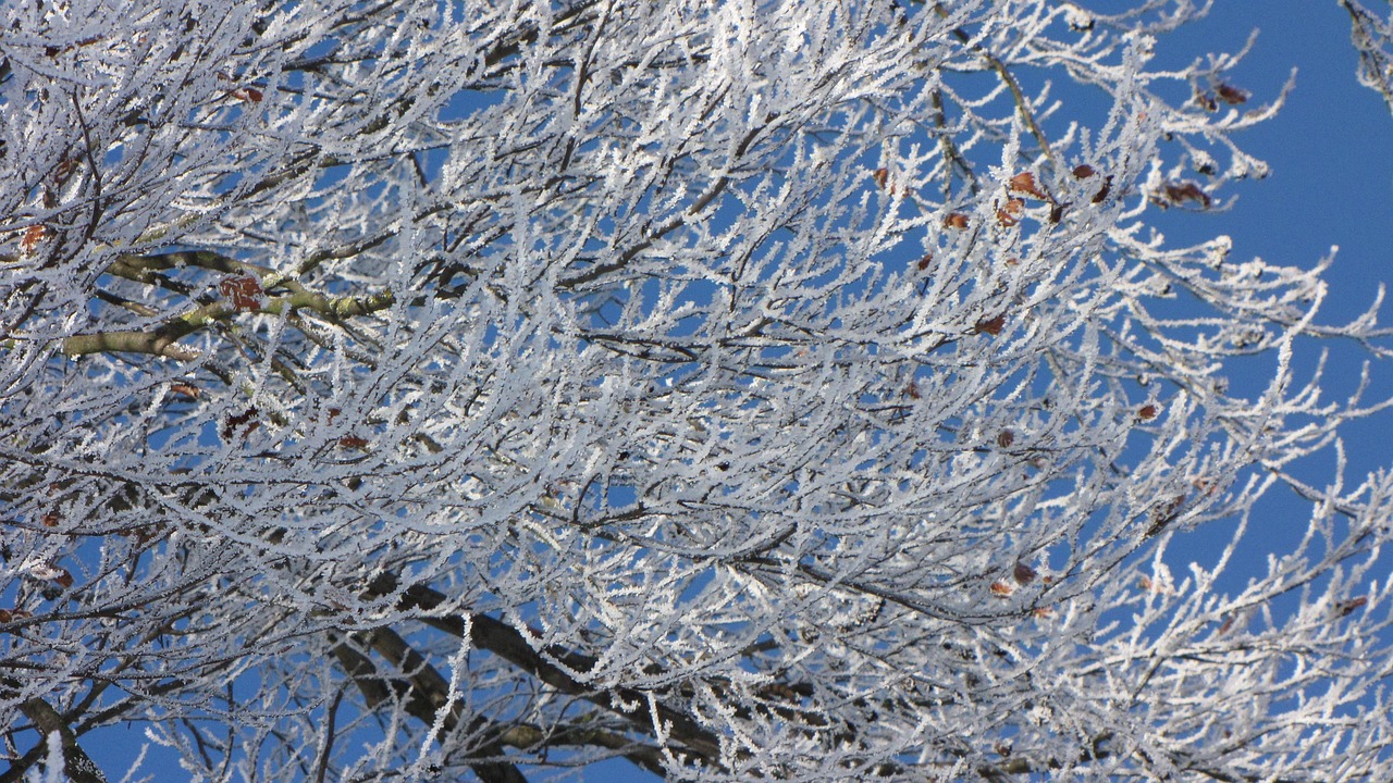 Büren Hiver Arbre - Photo gratuite sur Pixabay - Pixabay