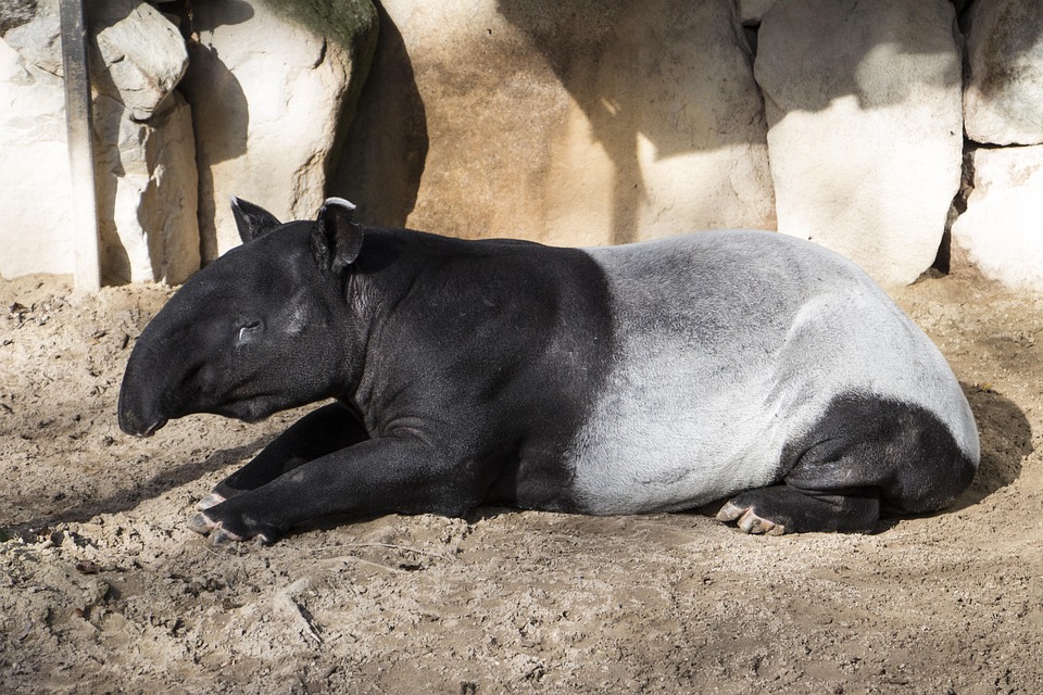 Maleisische Tapir Aziatische - Gratis foto op Pixabay
