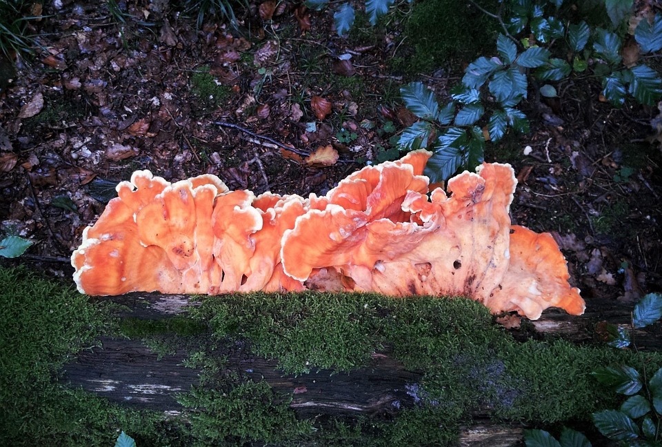 Tree Fungus Sponge Mushroom Coral - Free photo on Pixabay