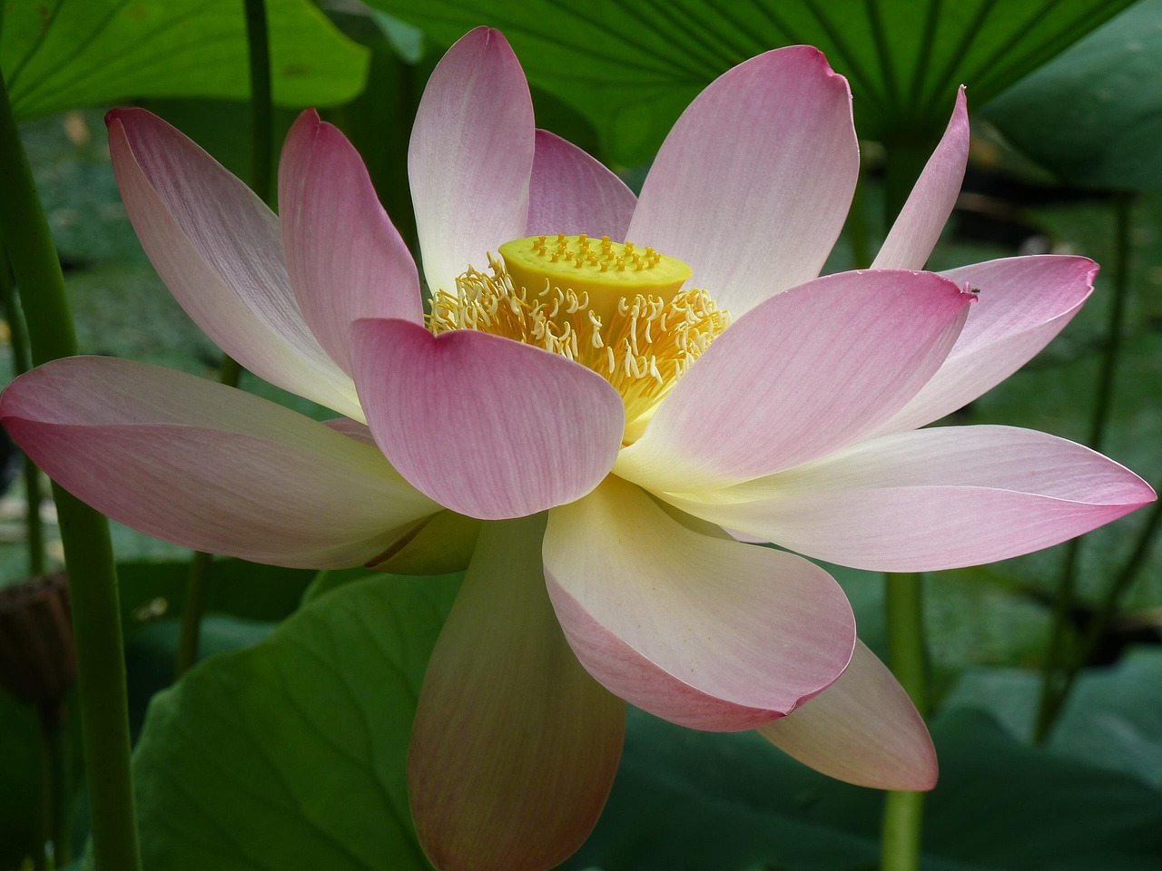 Lotus Flower Close Up Bloom - Free photo on Pixabay - Pixabay