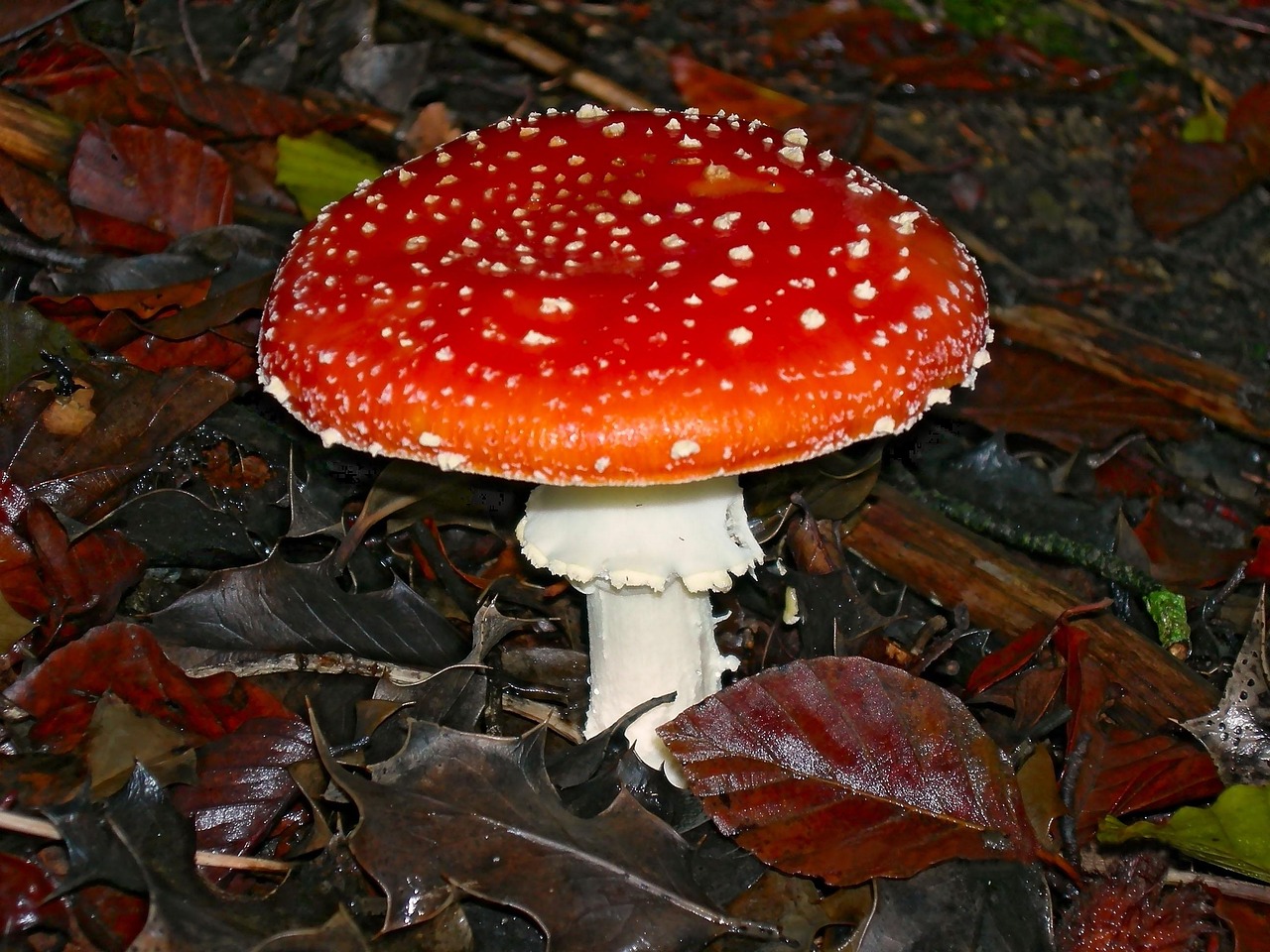 Fungus Mushrooms Nature - Free photo on Pixabay