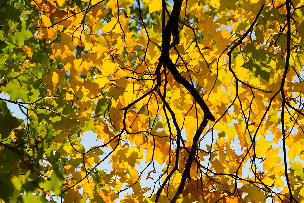 Fall Leaf Yellow - Free photo on Pixabay - Pixabay