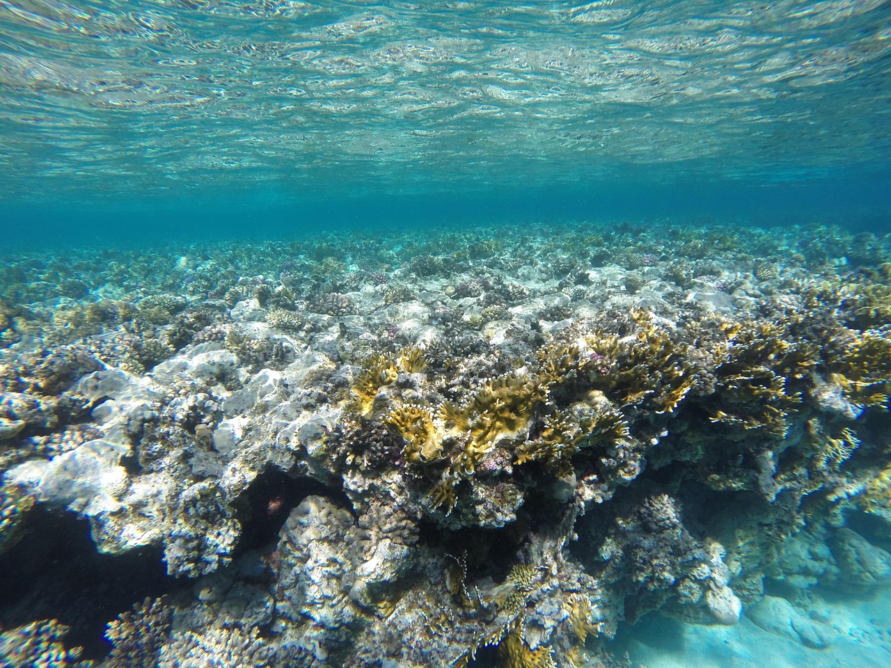 Water Corals Underwater - Free photo on Pixabay