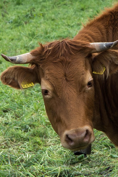 Cow Animals Cattle Farm - Free photo on Pixabay - Pixabay
