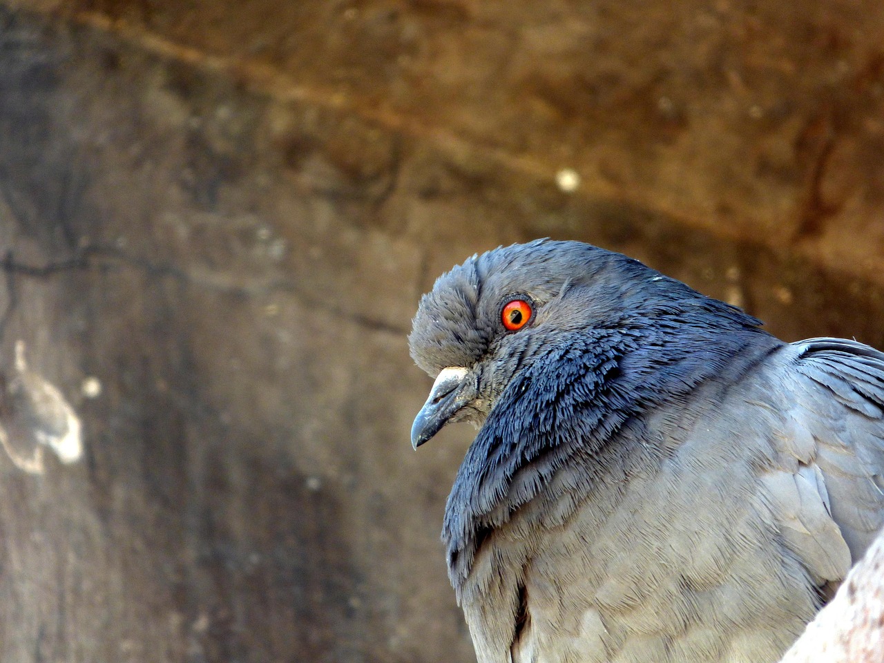 Paloma Pássaro Animal - Foto gratuita no Pixabay - Pixabay