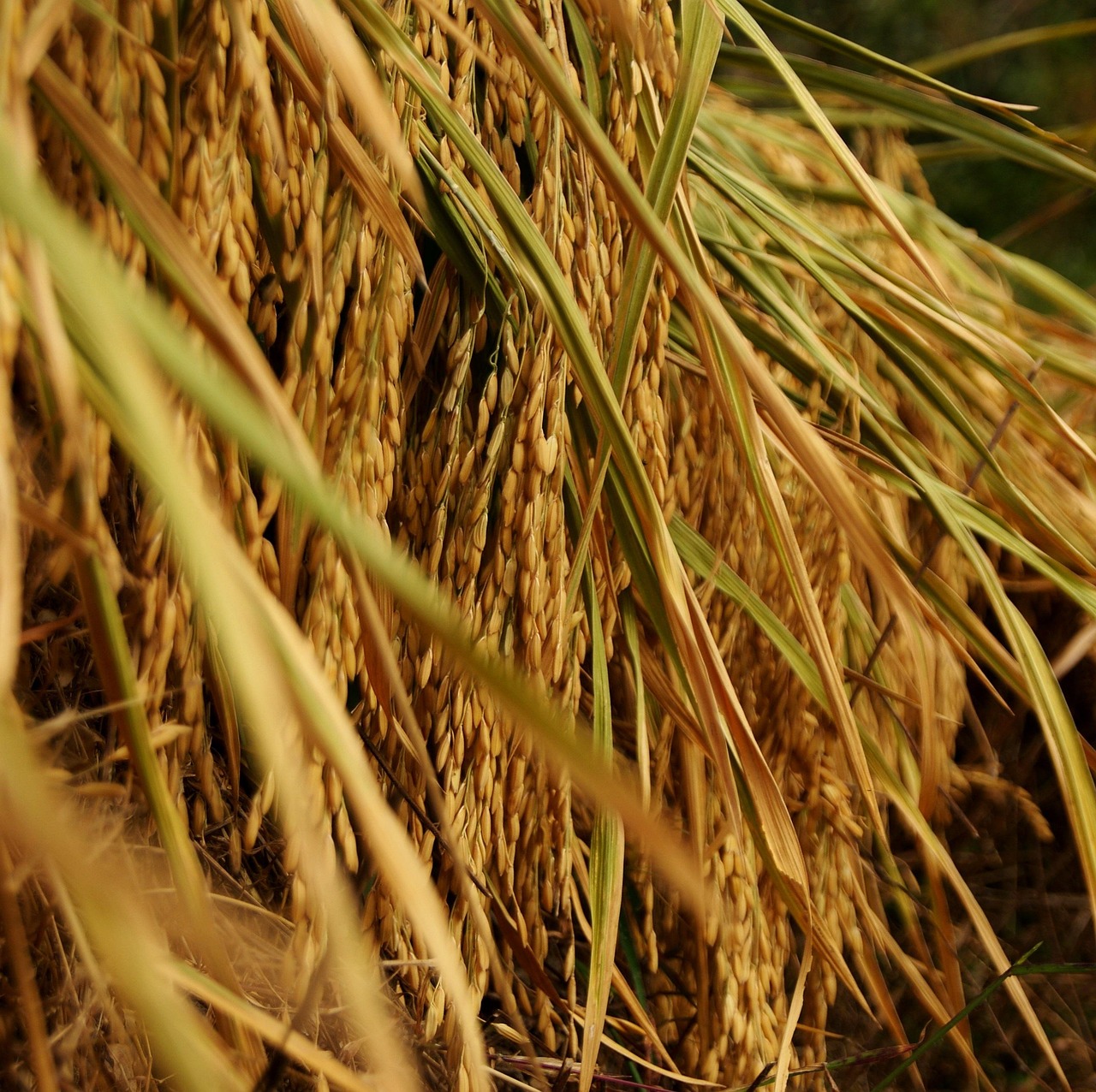 Arroz Cosecha Campo - Foto gratis en Pixabay