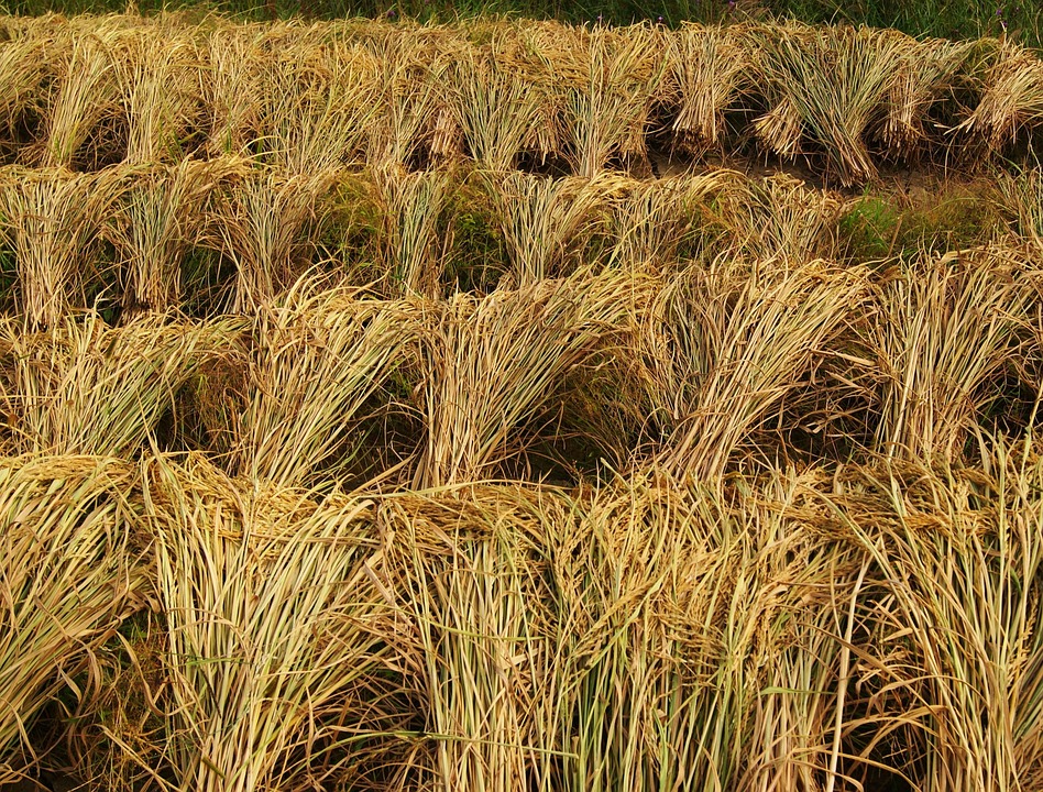 Arroz Cosecha Cultivos - Foto gratis en Pixabay - Pixabay