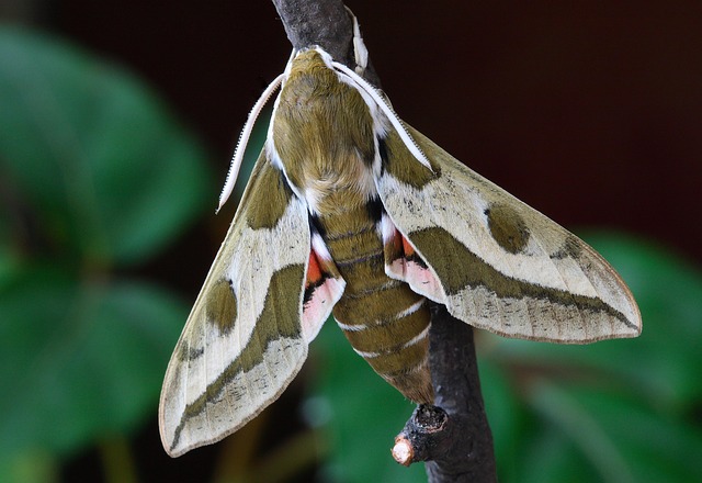 10+ Free British Moth & Moth Images - Pixabay