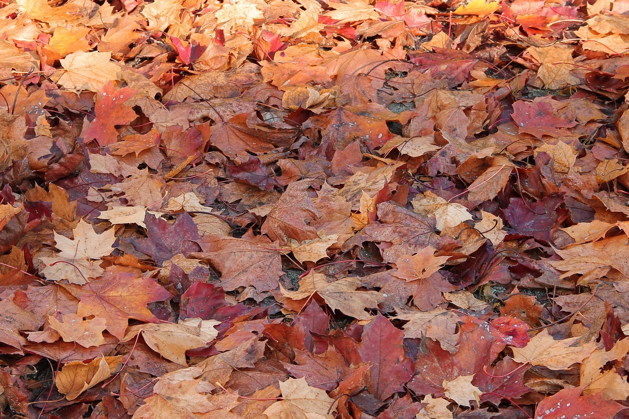 Feuilles D'Automne - Photo gratuite sur Pixabay - Pixabay