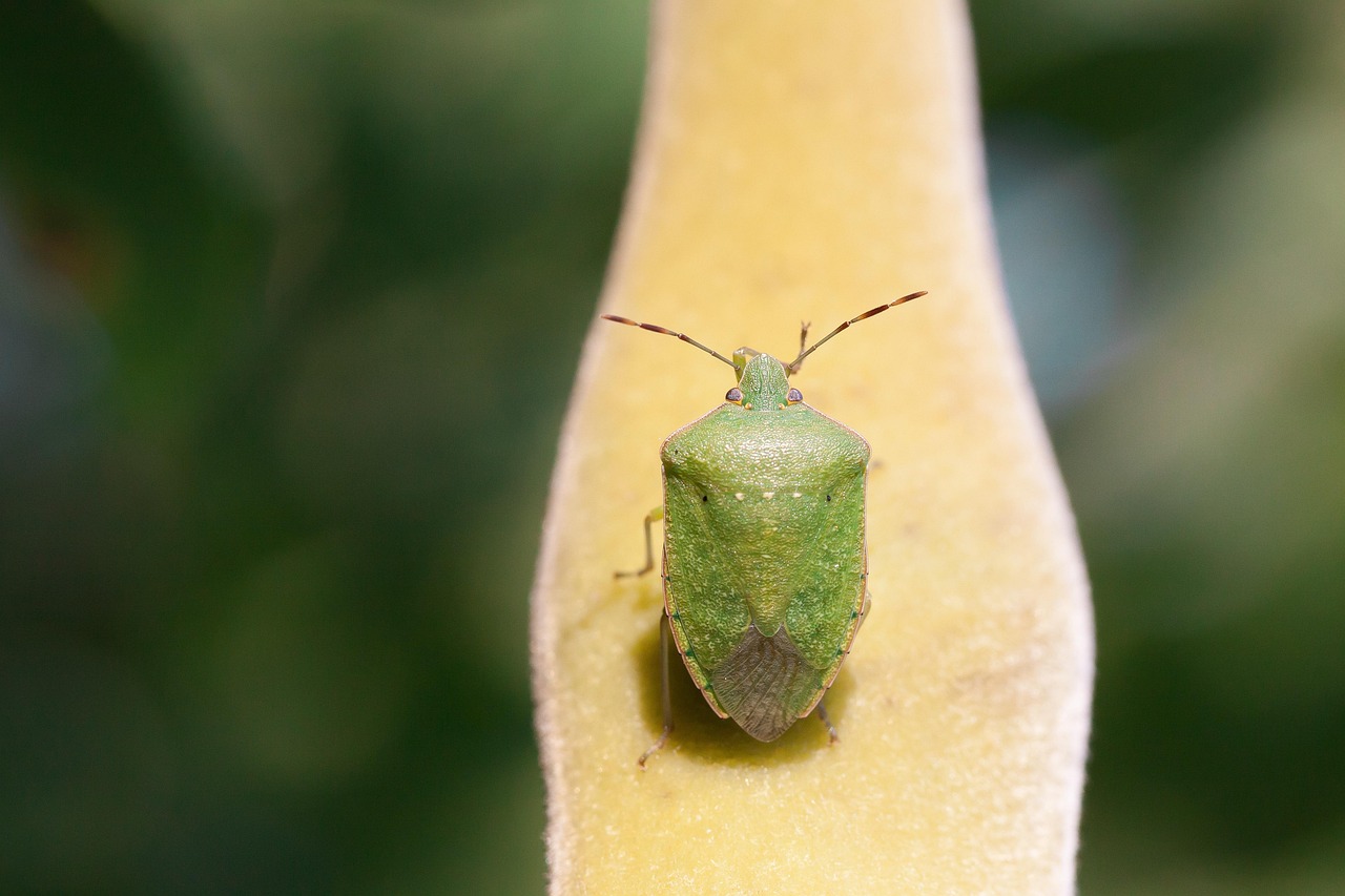 Erro Percevejo Verde - Foto gratuita no Pixabay - Pixabay
