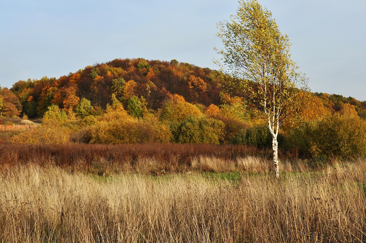 Herbst Wald Die Natur - Kostenloses Foto auf Pixabay