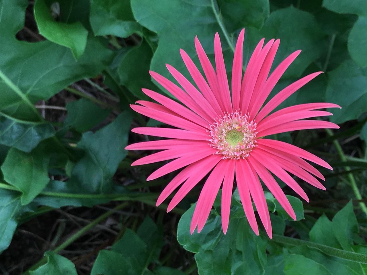 Pink Colour Flowers Images Free Download at Cinda Veloz blog
