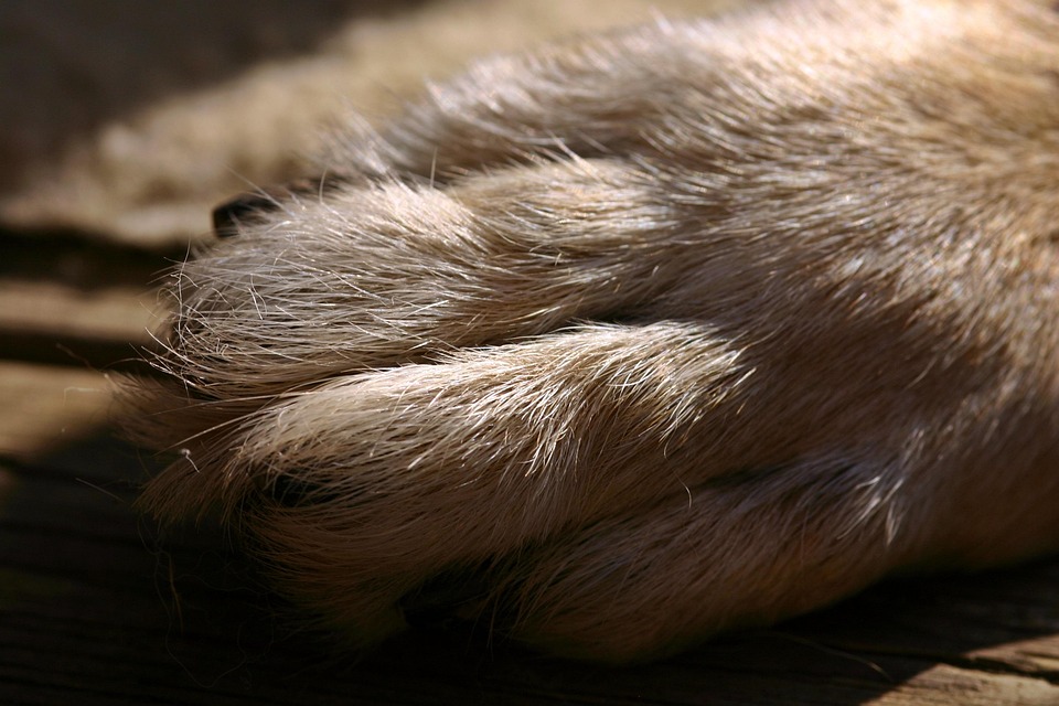 Dog Paw Fur - Free photo on Pixabay - Pixabay