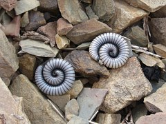 Worms Millipede Centipede - Free photo on Pixabay