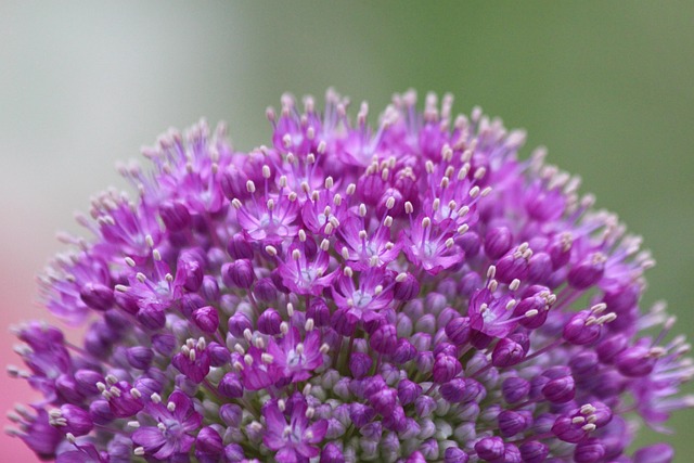 Purple Onion Plant - Free photo on Pixabay - Pixabay
