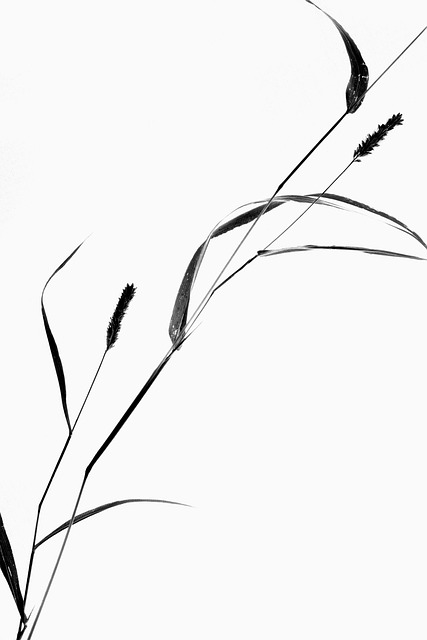Blue Grama Drawing