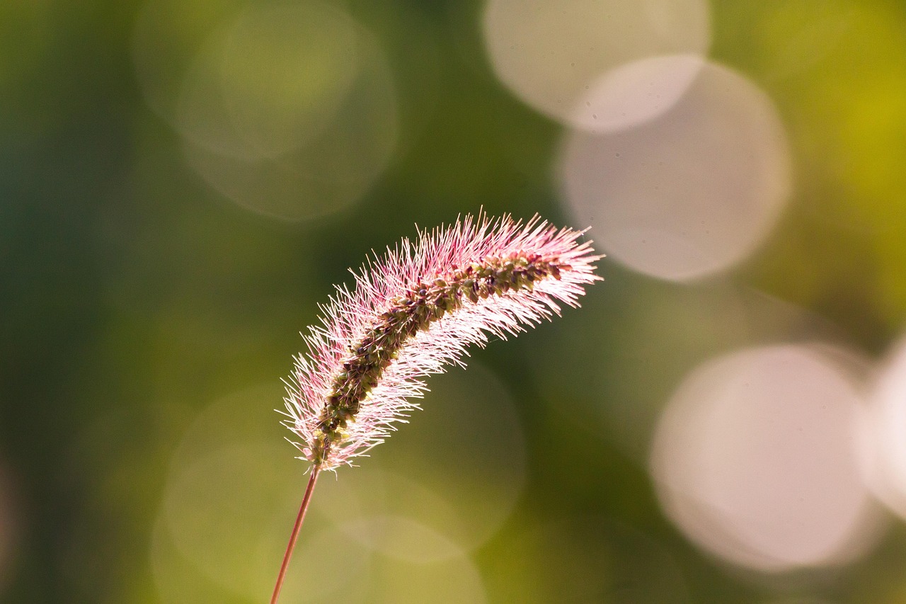 Spike Awns Grass - Free photo on Pixabay - Pixabay