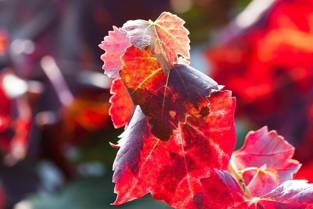 Wine Leaf Harvest - Free photo on Pixabay - Pixabay