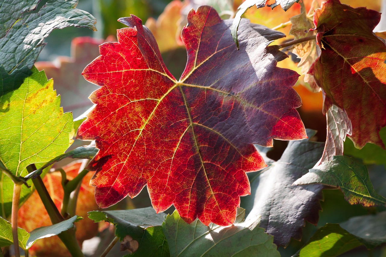 1,000+ Free Grape Leaf & Wine Images - Pixabay