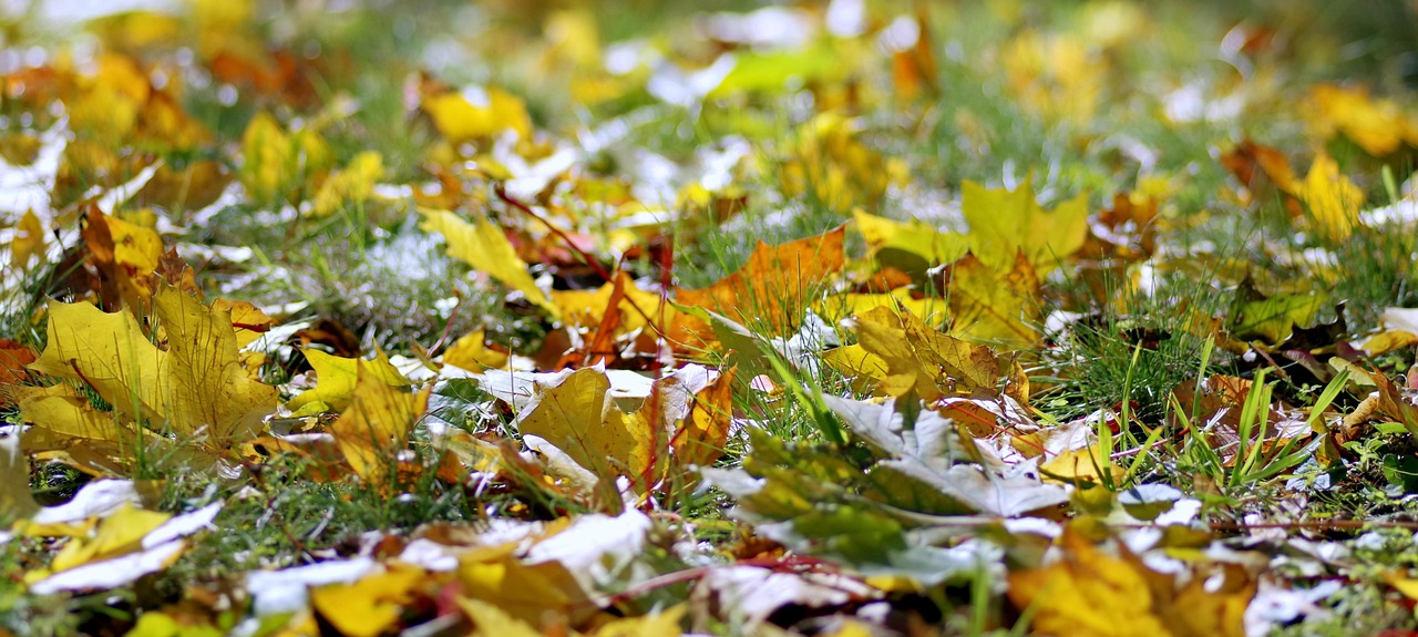 100+ Free Falling Leaves & Nature Images - Pixabay