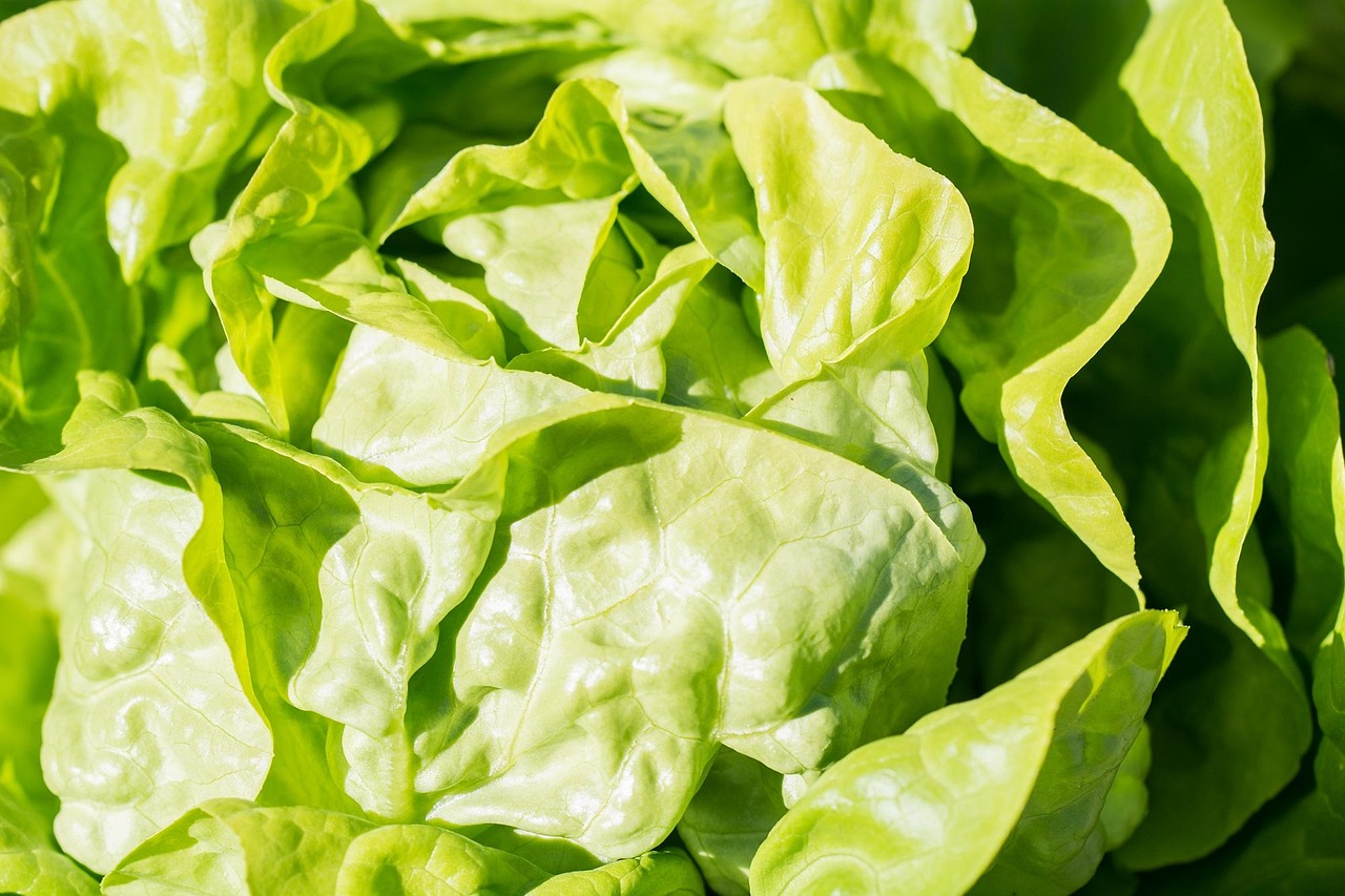 Salad Lettuce Green - Free photo on Pixabay