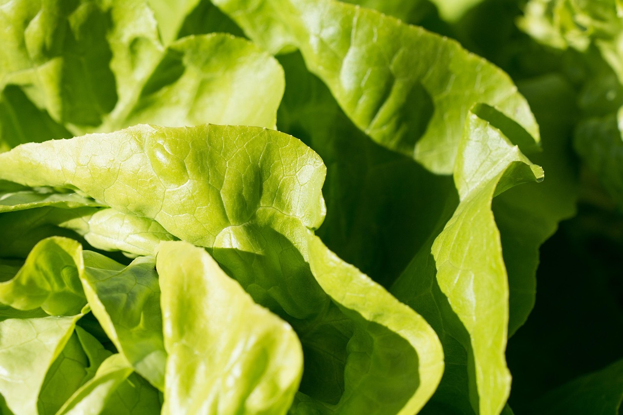 Salade Laitue Vert - Photo gratuite sur Pixabay