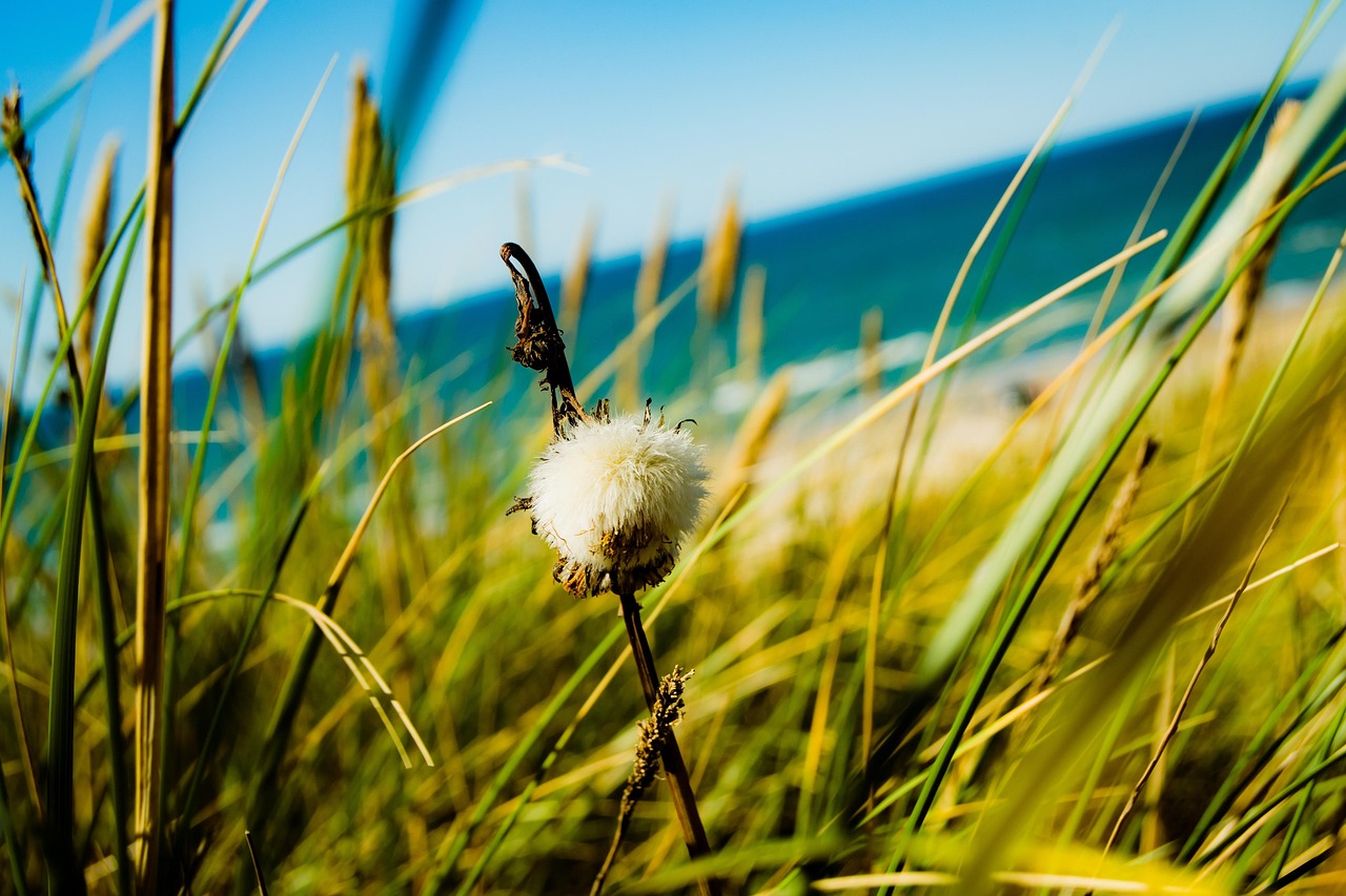 Flor Duna Mar Del Norte Playa - Foto gratis en Pixabay - Pixabay