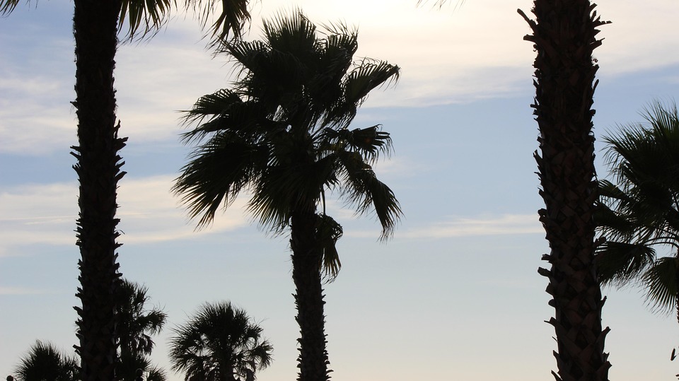Florida Palmas Silueta Tiempo De - Foto gratis en Pixabay - Pixabay