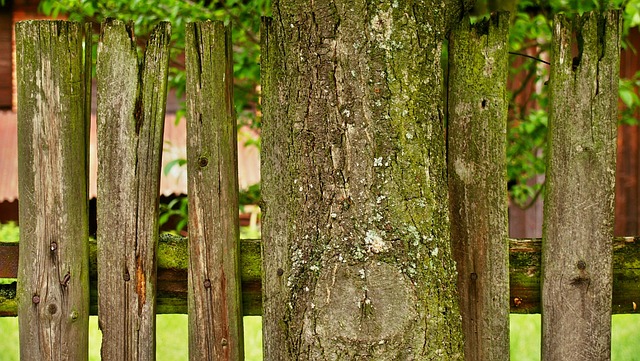 Tree Fence Green - Free photo on Pixabay