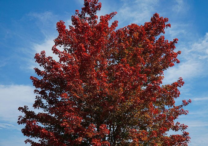 Ahornbaum Bilder - Kostenlose Bilder herunterladen - Pixabay