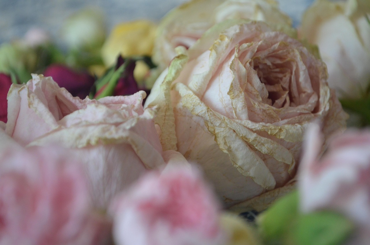 Rose Blanche Roses Pétales - Photo gratuite sur Pixabay - Pixabay