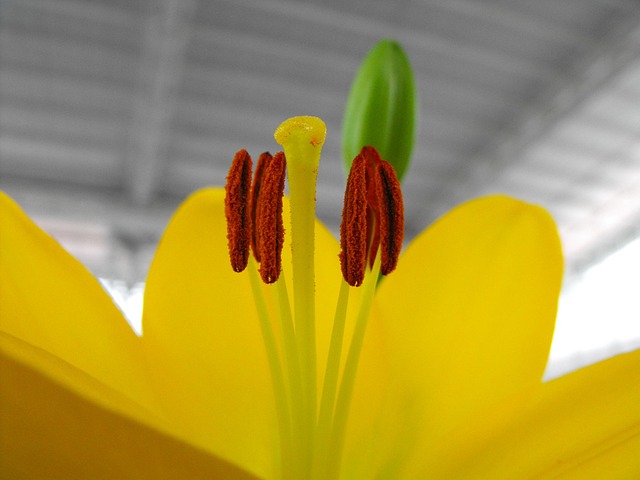 Lirio Flor Pistilo - Foto gratis en Pixabay - Pixabay