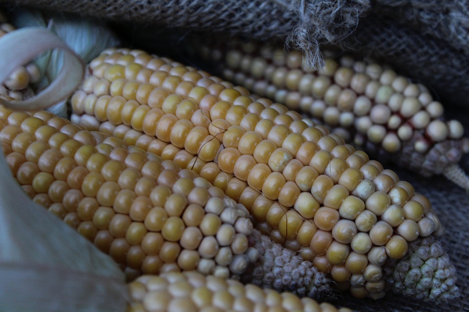 Le Maïs Légumes Jaune En · Photo gratuite sur Pixabay