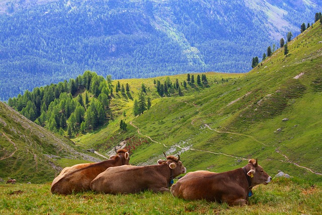 Vache Suisse Alpes - Photo gratuite sur Pixabay