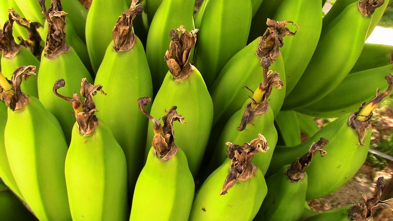 Banane Obst Natur - Kostenloses Foto auf Pixabay - Pixabay