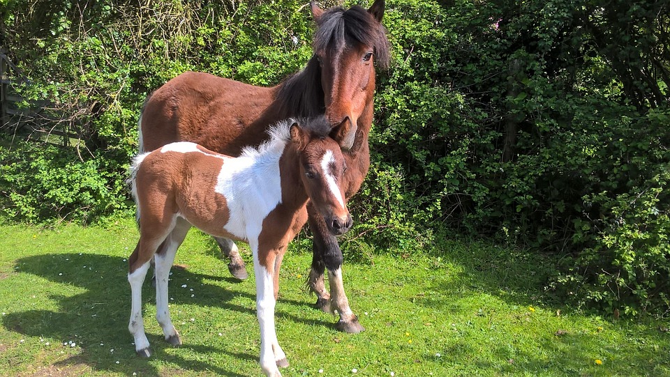 Nuevos Ponis Del Bosque Poni Madre - Foto gratis en Pixabay - Pixabay