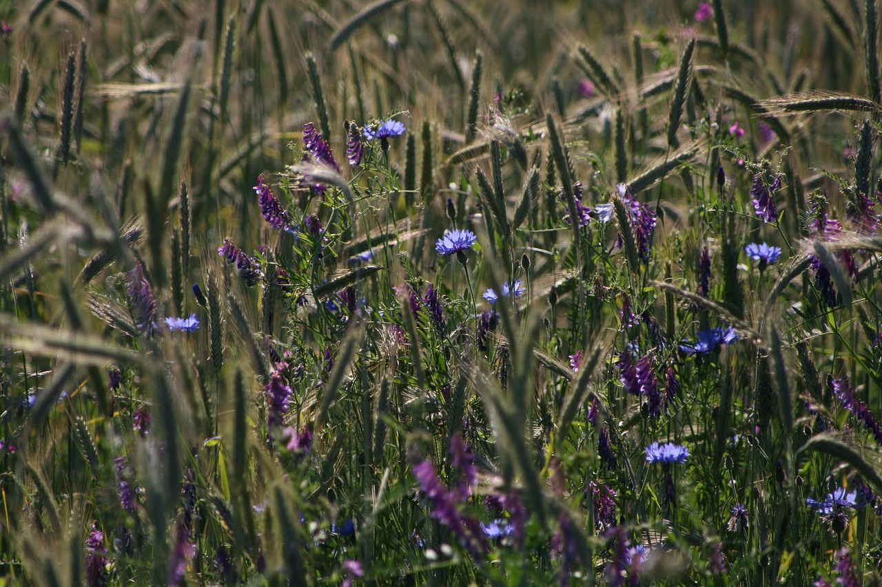 Meadow Grain Cornflowers - Free photo on Pixabay - Pixabay