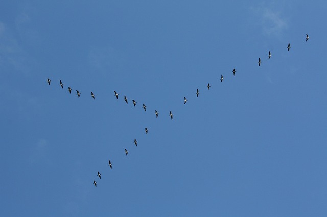 Birds Wedge Formation Travel Bird - Free photo on Pixabay