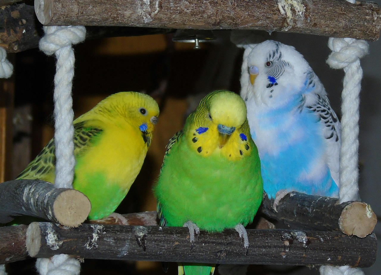 Budgie Parrot Bird - Free photo on Pixabay - Pixabay