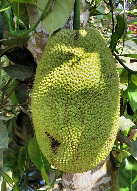 Thailand Jackfruit Jacques - Free photo on Pixabay - Pixabay