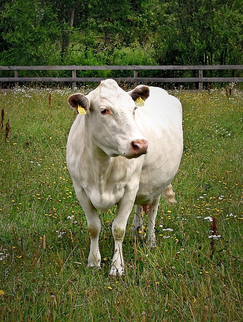 Vache Blanche Animal - Photo gratuite sur Pixabay