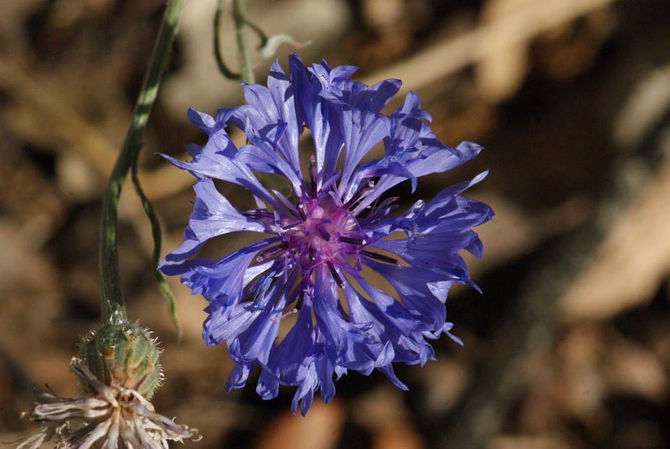 Flor Azul Planta - Foto gratis en Pixabay - Pixabay