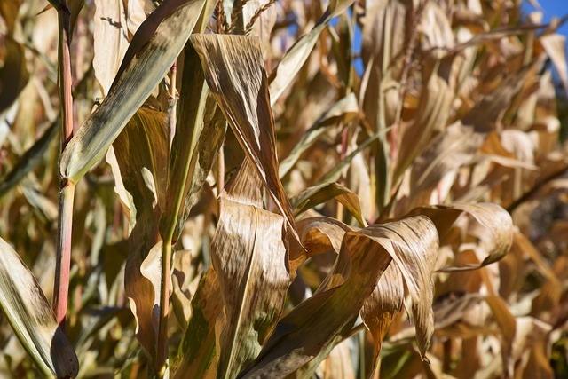 Fall Nature Corn Leaves In The - Free photo on Pixabay