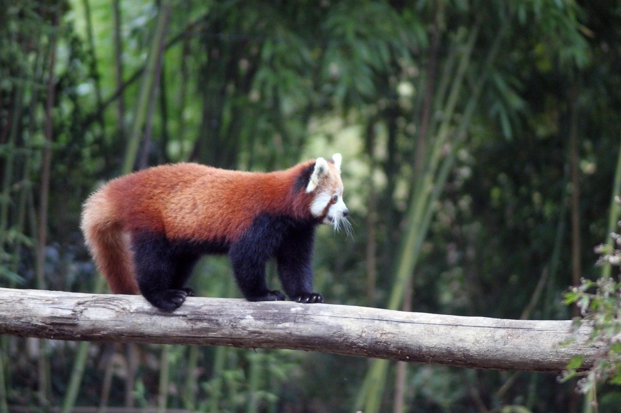 Panda Rojo Animal - Foto gratis en Pixabay - Pixabay