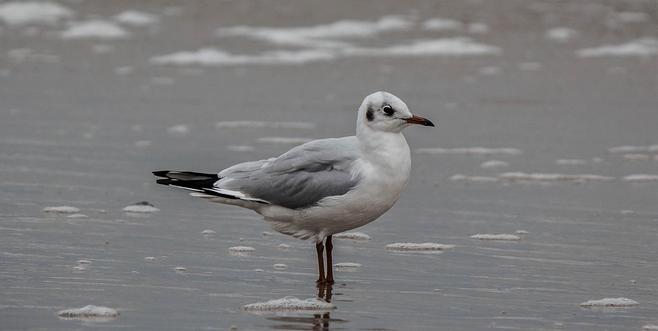 Mouette Oiseau Plage - Photo gratuite sur Pixabay - Pixabay
