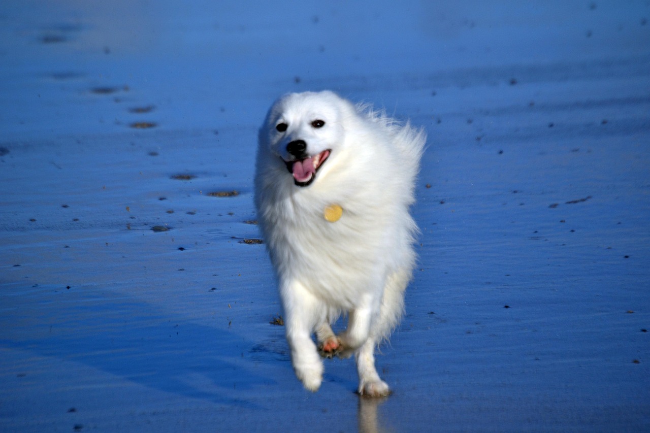 100+ Free Japanese Dog & Dog Images - Pixabay