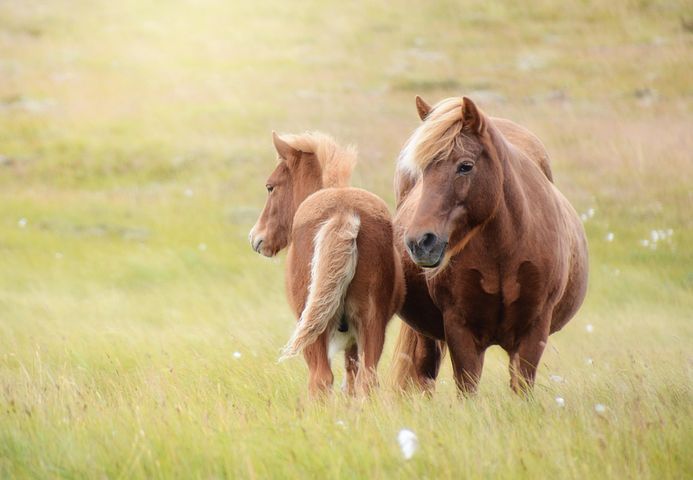 70+ kostenlose Islandpferd und Islandpony-Bilder - Pixabay