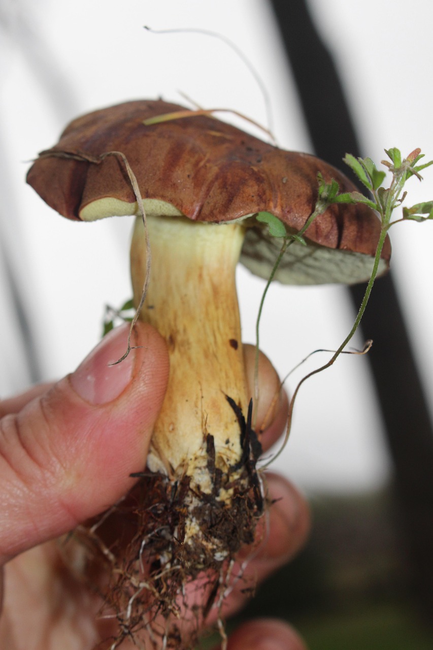 Bay Bolete Fungus Mushroom - Free photo on Pixabay - Pixabay