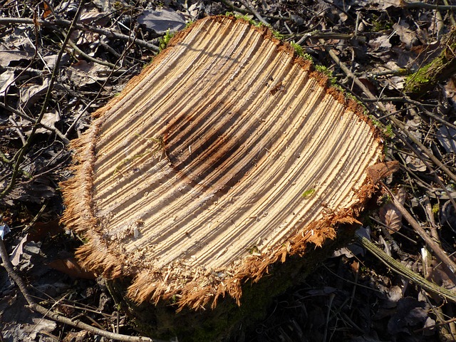 Tree Stump Wood Saw Structure - Free photo on Pixabay - Pixabay